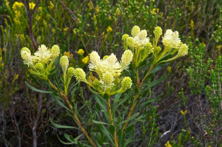 5 Native Plants for Easy Gardening in Phoenix, AZ | Wikilawn
