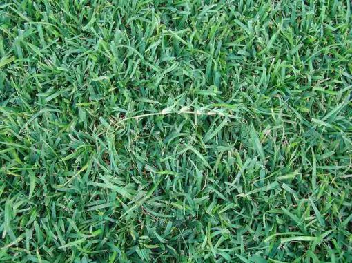 6 Best Grass Types for Arkansas | Wikilawn