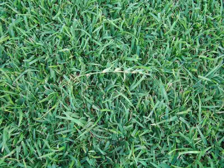 6 Best Grass Types for Arkansas | Wikilawn