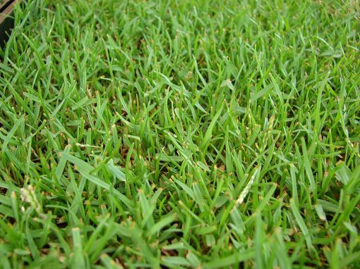 6 Best Grass Types for Arkansas | Wikilawn