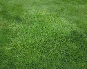 7 Best Grass Types for Columbia, South Carolina