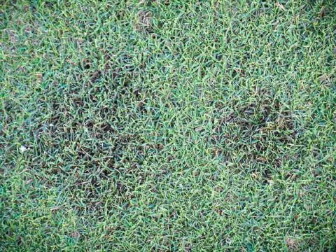 How to Identify and Treat 10 Types of Grass Fungus | Wikilawn