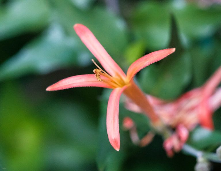 15 Best Native Plants for Austin, TX | Wikilawn