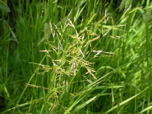 5 Best Grass Types for Michigan