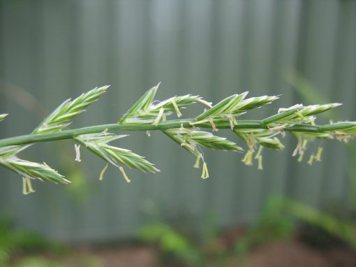 7 Grasses That Thrive in North Georgia | Wikilawn