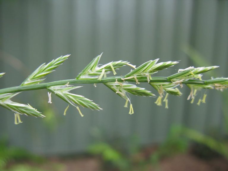 7 Grasses That Thrive in North Georgia | Wikilawn