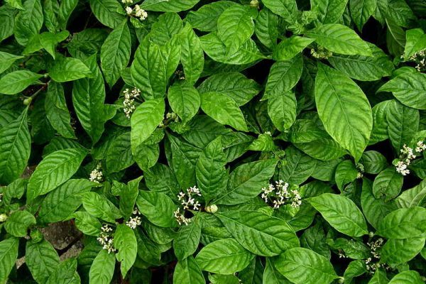 20 Best Native Plants for Miami | Wikilawn