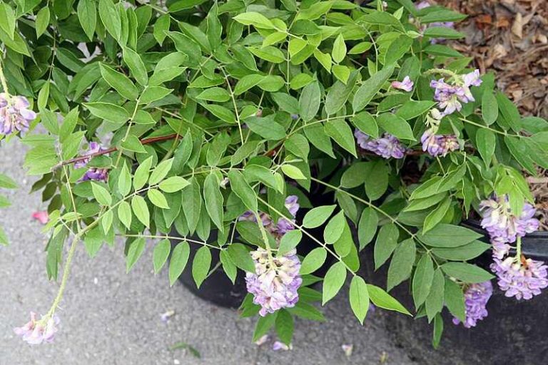 15 Best Native Plants for Austin, TX | Wikilawn
