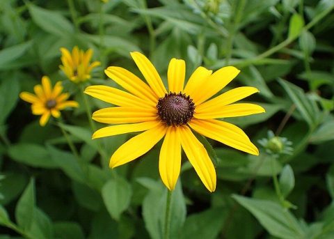 11 Best Native Plants for Pittsburgh