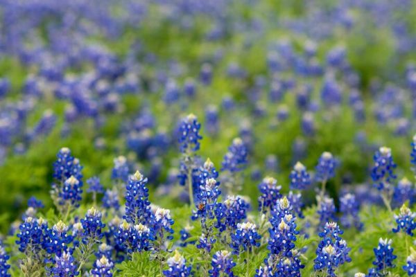 11 Best Native Plants for Dallas | Wikilawn