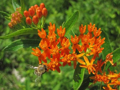 10 Best Native Plants for Kansas | Wikilawn