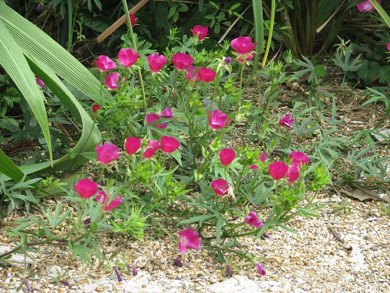 15 Best Native Plants for Austin, TX | Wikilawn
