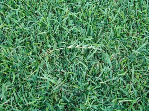 7 Best Grass Types for Florida | Wikilawn