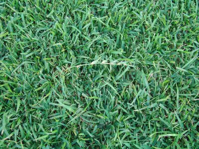 7 Best Grass Types for Florida | Wikilawn