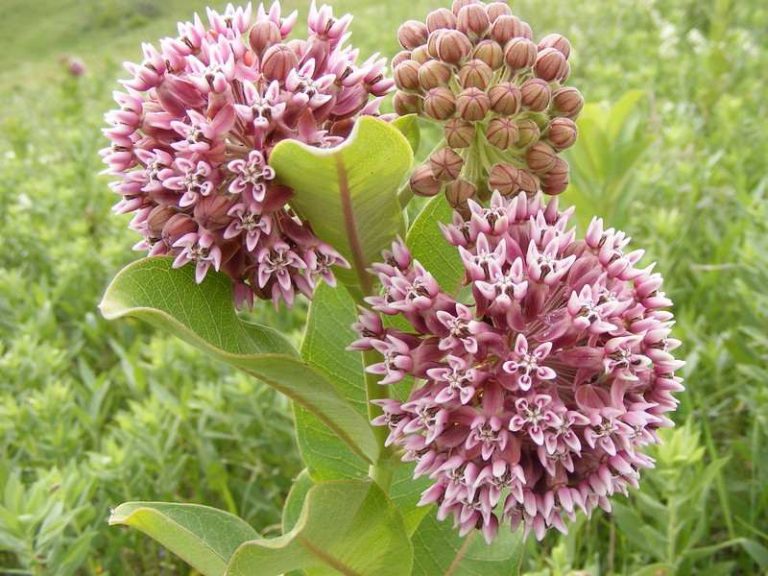 15 Native Plants for Illinois Landscapes