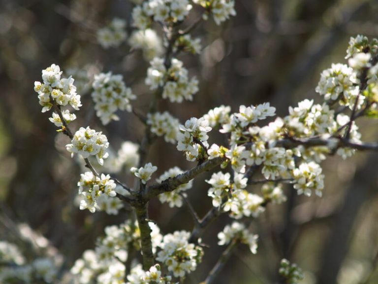 11 Best Native Plants for Dallas | Wikilawn