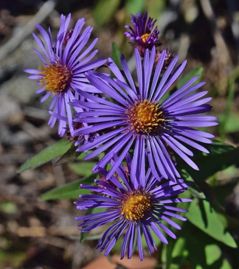 15 Native Plants for Illinois Landscapes