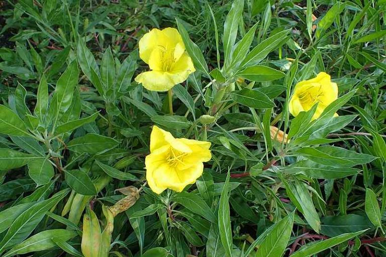 15 Best Native Plants for Austin, TX | Wikilawn