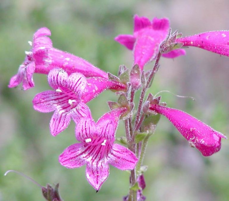15 Best Native Plants for Austin, TX | Wikilawn