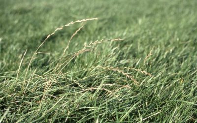 6 Best Grass Types for Kentucky