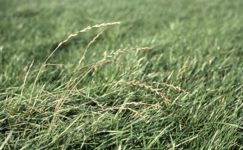 8 Best Grass Types for California