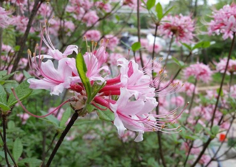 14 Best Native Plants for Jacksonville, FL | Wikilawn