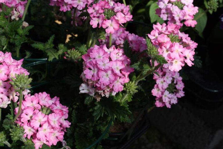 11 Best Native Plants for Dallas | Wikilawn