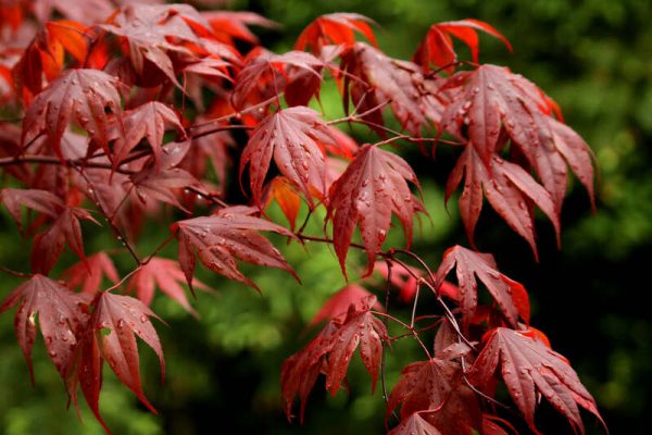 10 Best Native Plants for Alabama | Wikilawn