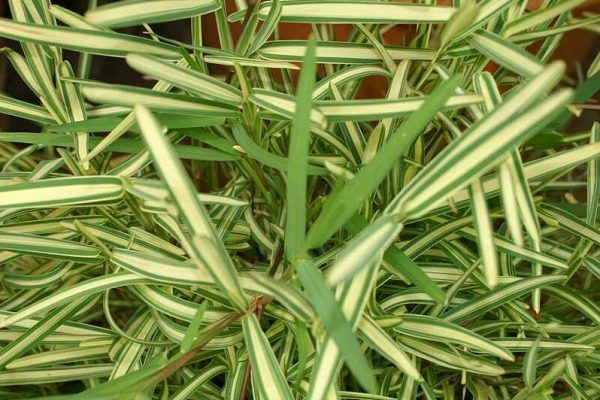 7 Grasses That Thrive in North Georgia | Wikilawn