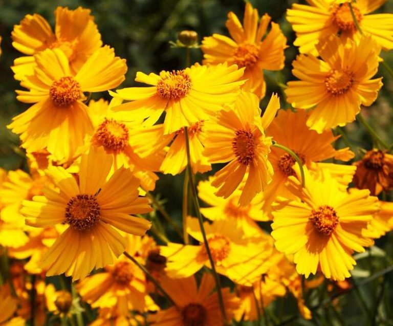 14 Best Native Plants for Jacksonville, FL | Wikilawn