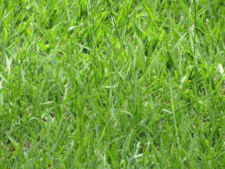 7 Best Grass Types for Florida | Wikilawn