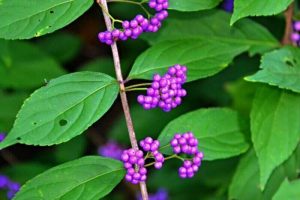 20 Best Native Plants for Miami | Wikilawn