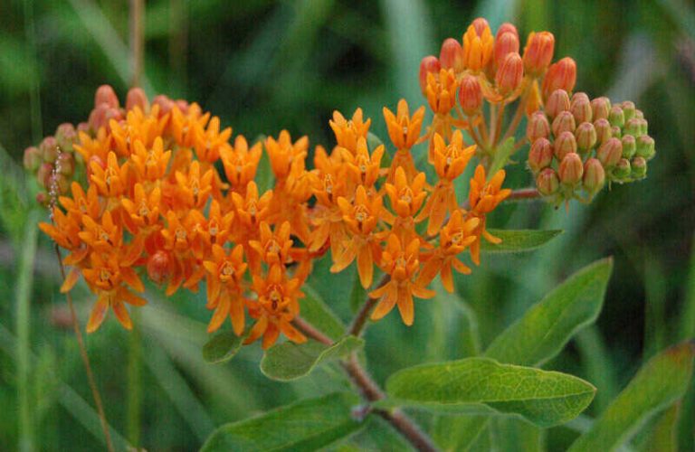 20 Best Native Plants for Miami | Wikilawn