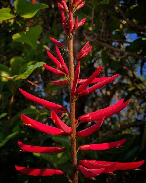 20 Best Native Plants for Miami | Wikilawn