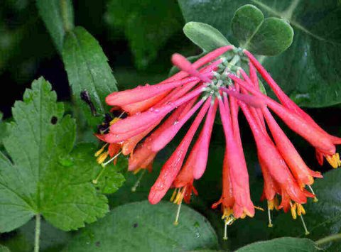 20 Best Native Plants for Miami | Wikilawn
