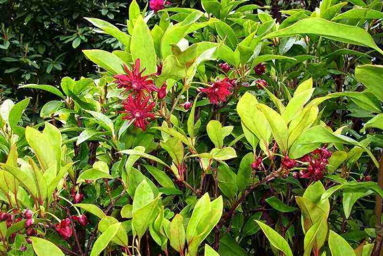 20 Best Native Plants for Miami | Wikilawn