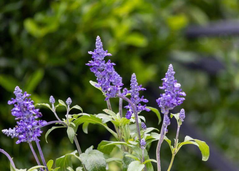 15 Best Native Plants for Austin, TX | Wikilawn