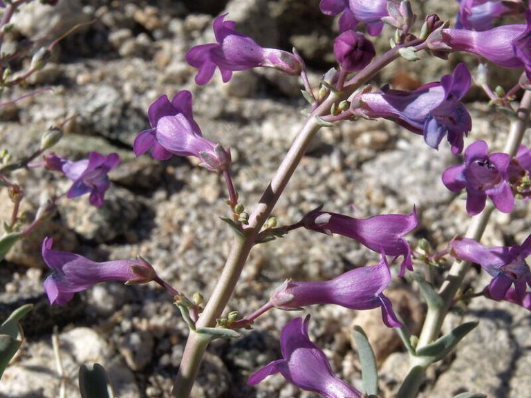 10 Best Native Plants for Los Angeles | Wikilawn