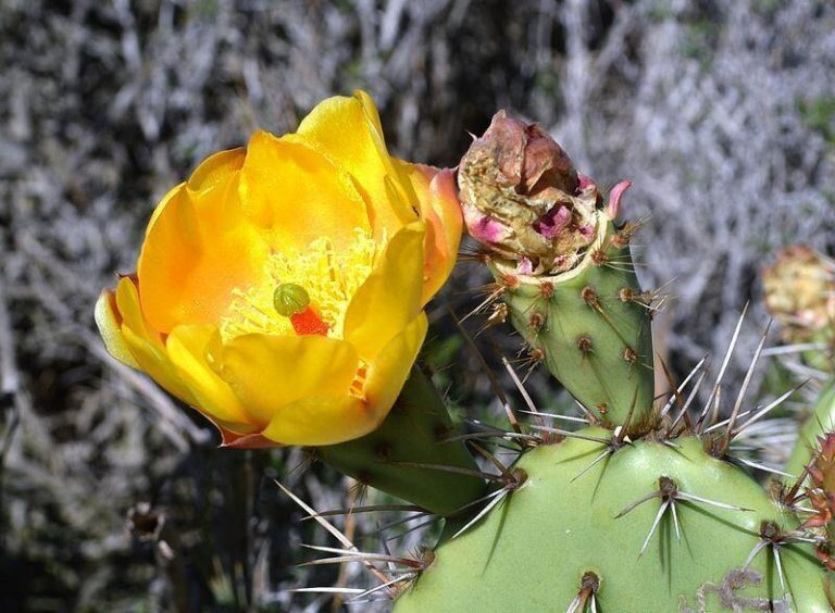 10 Best Native Plants for Los Angeles | Wikilawn