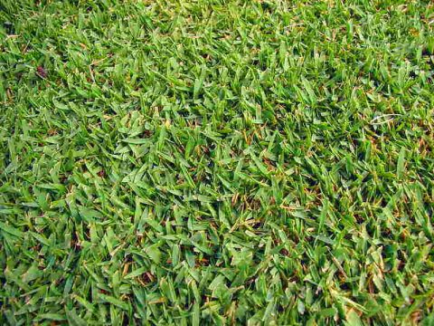 6 Best Grass Types for Southern California | Wikilawn