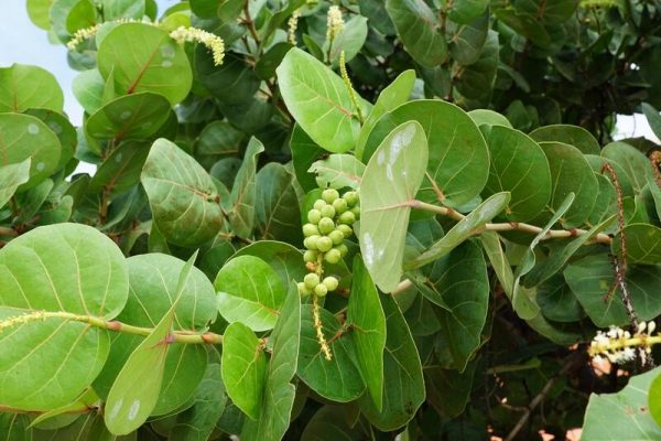 20 Best Native Plants for Miami | Wikilawn
