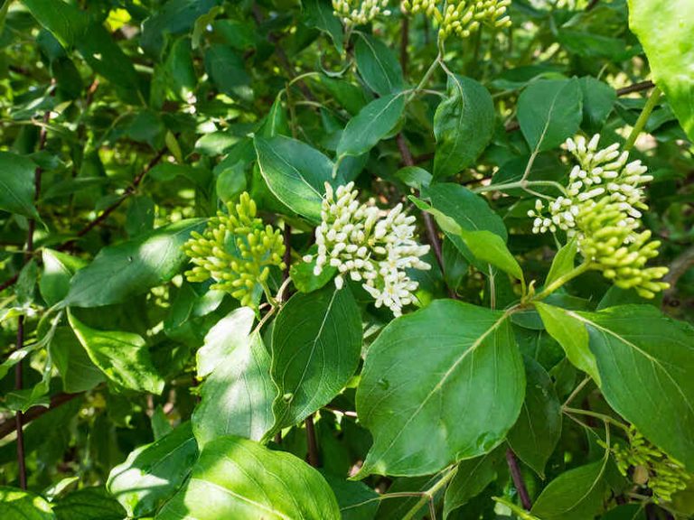 20 Best Native Plants for Arkansas | Wikilawn