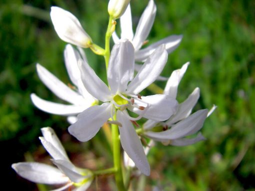 8 Native Plants for Seattle, WA | Wikilawn