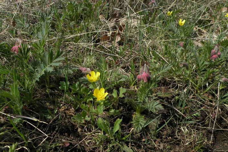 20 Best Native Plants for Arkansas | Wikilawn