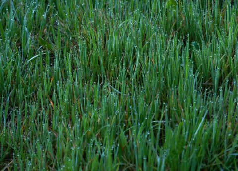 6 Best Grass Types for Arkansas | Wikilawn
