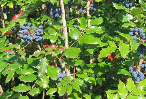 8 Native Plants for Seattle, WA | Wikilawn