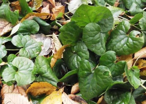 8 Native Plants for Seattle, WA | Wikilawn