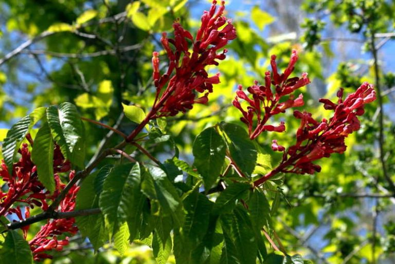 20 Best Native Plants for Arkansas | Wikilawn