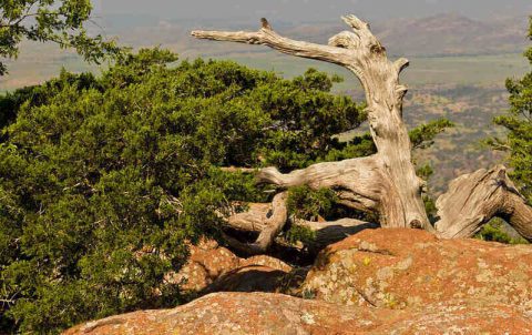 15 Best Native Plants for Central Texas | Wikilawn