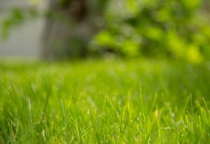 6 Best Grass Types for Southern California | Wikilawn